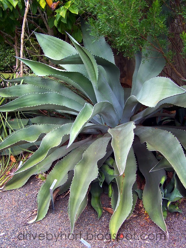 Drive-by Horticulture: October 2013