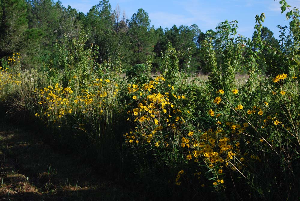 Space Coast Wildflowers: Muck Sunflowers, October 7, 2012