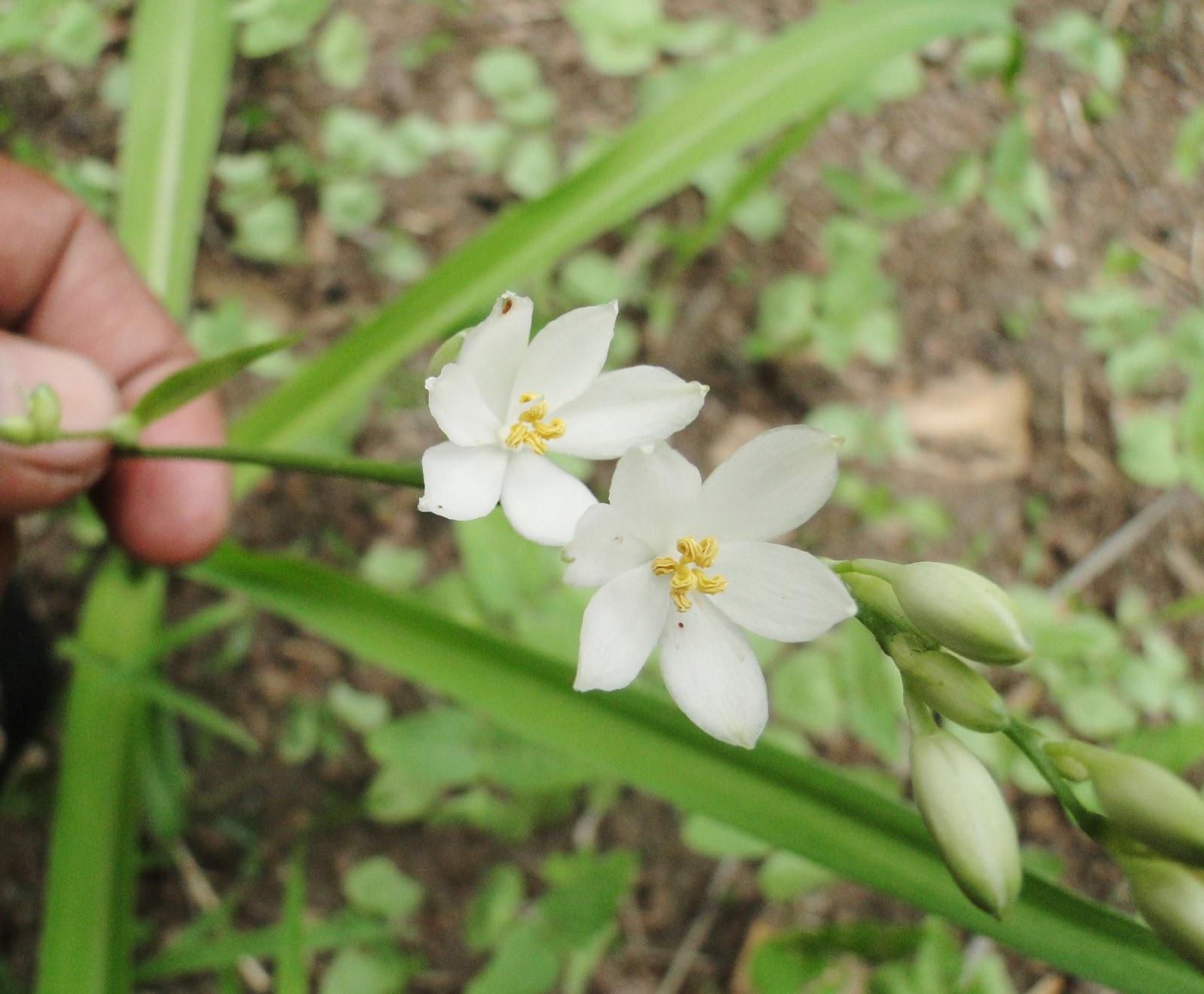 PLANET GREEN EARTH: Urginea Indica