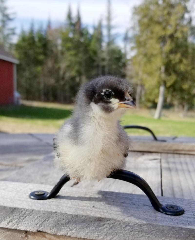 Brooding Chicks on the Cheap - Fresh Eggs Daily® with Lisa Steele