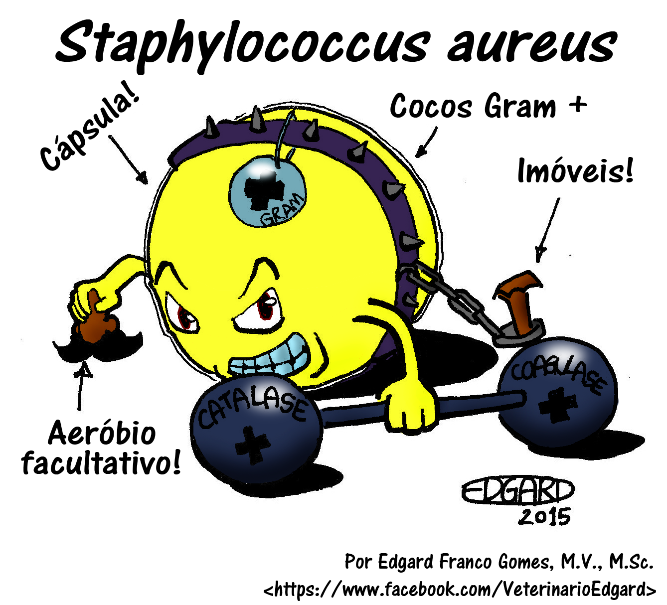 Protocolos Veterinários em Quadrinhos!!: Staphylococcus aureus