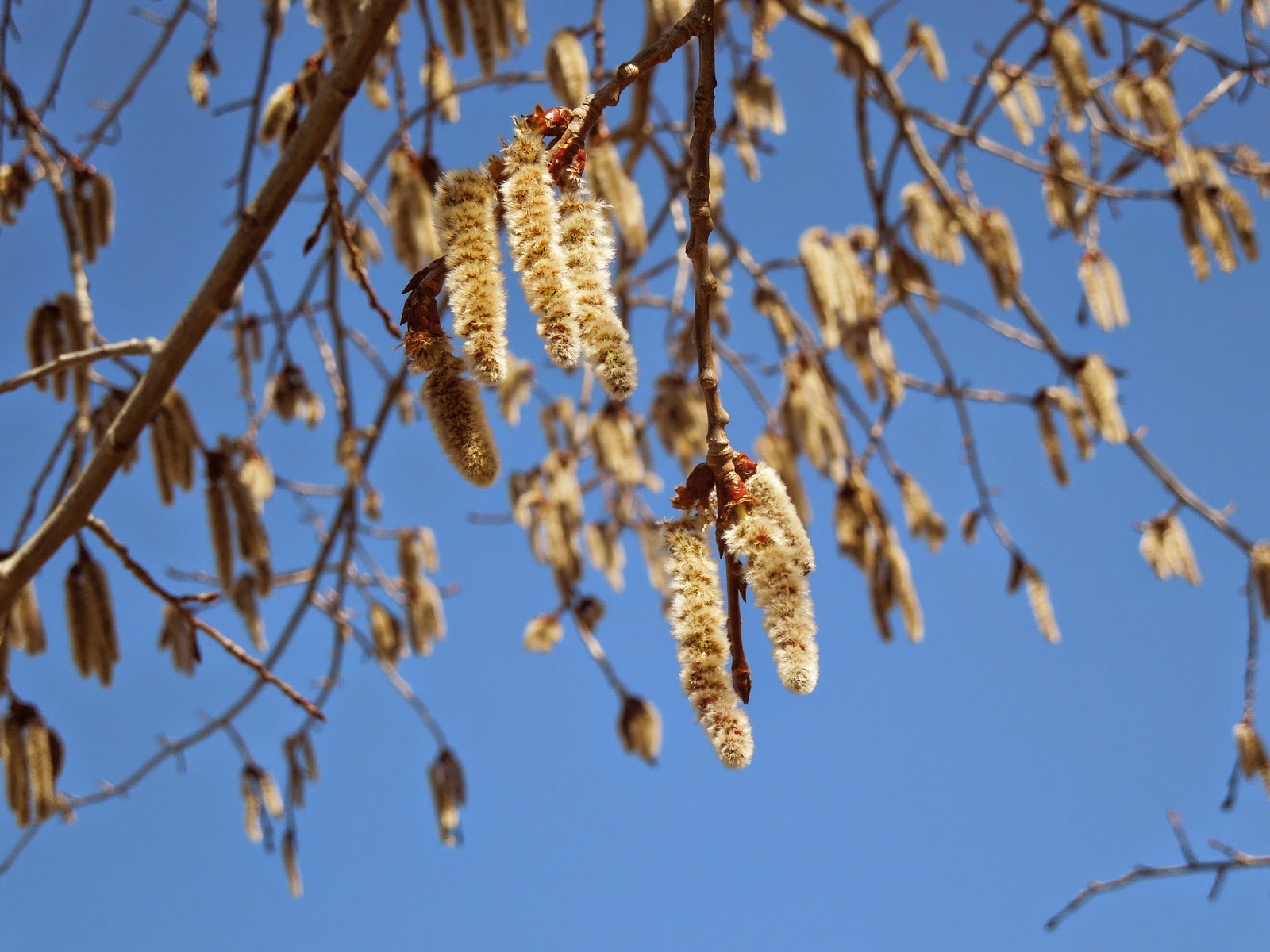 ALAMO TEMBLON - BOTÀNIC SERRAT