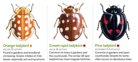 Knowledge for Better Life: Spotter's guide to British ladybirds