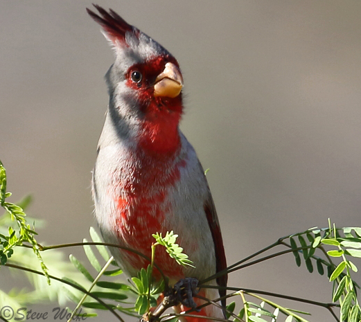 Faranuf From The Madding Crowd: Adventures Living In The Chiricahua ...