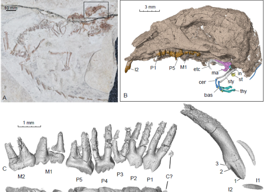 Sciency Thoughts: Sinobaatar pani: A new species of Multituberculate ...