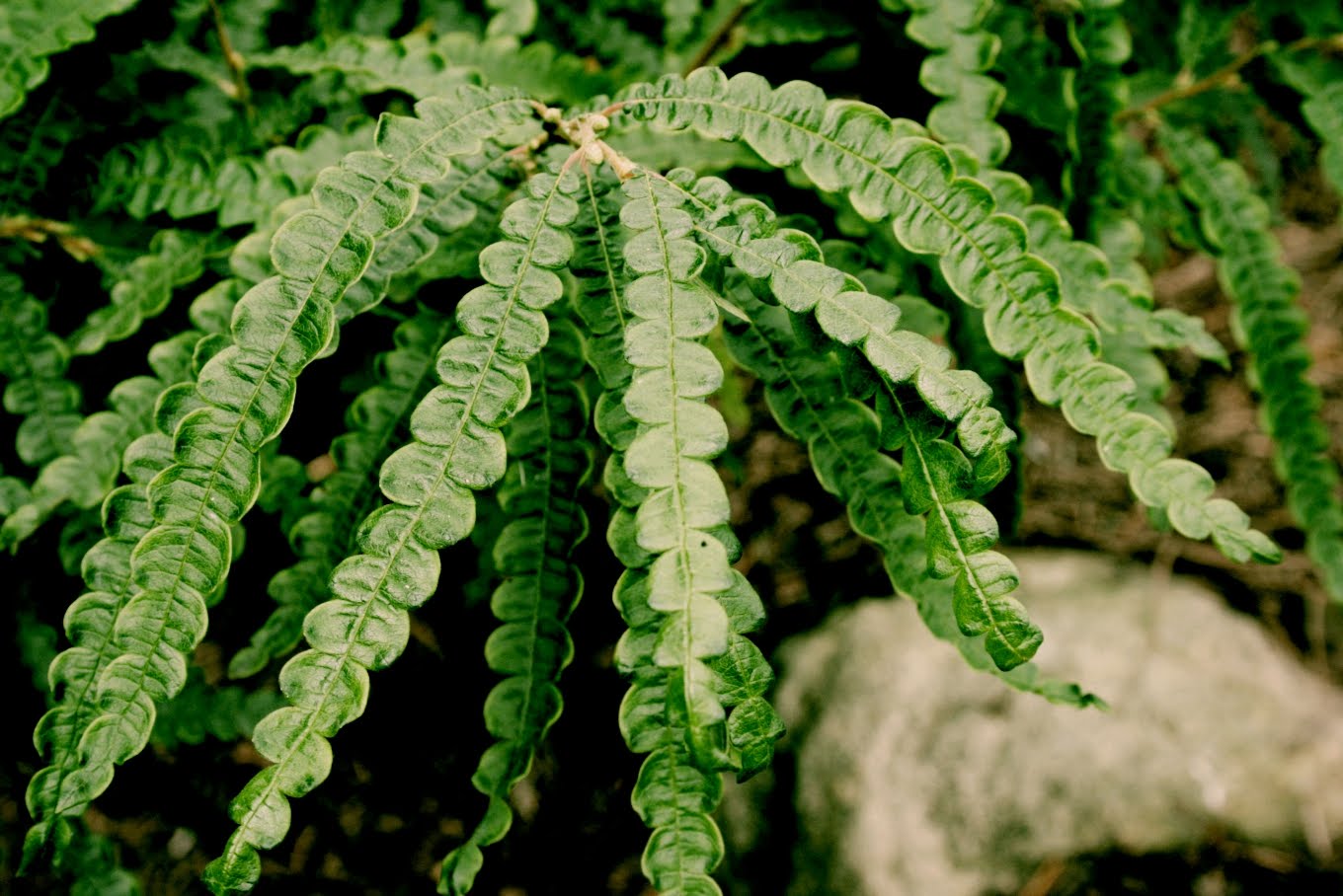 Unfettered Wood: Gaelic Polytheism & Folk Magic: Sweetfern {Comptonia ...