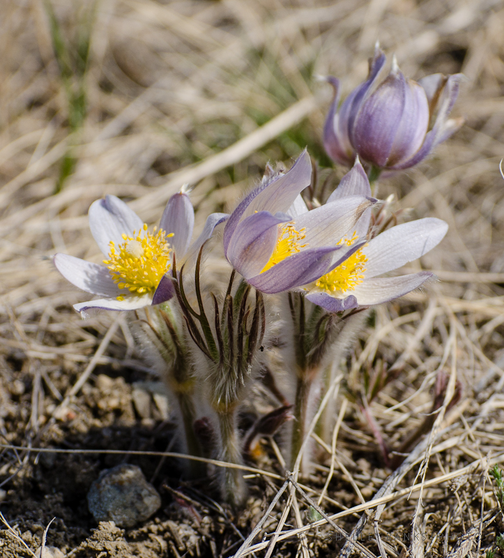 Prairie Wildflowers: Prairie Crocus: First blooms of spring