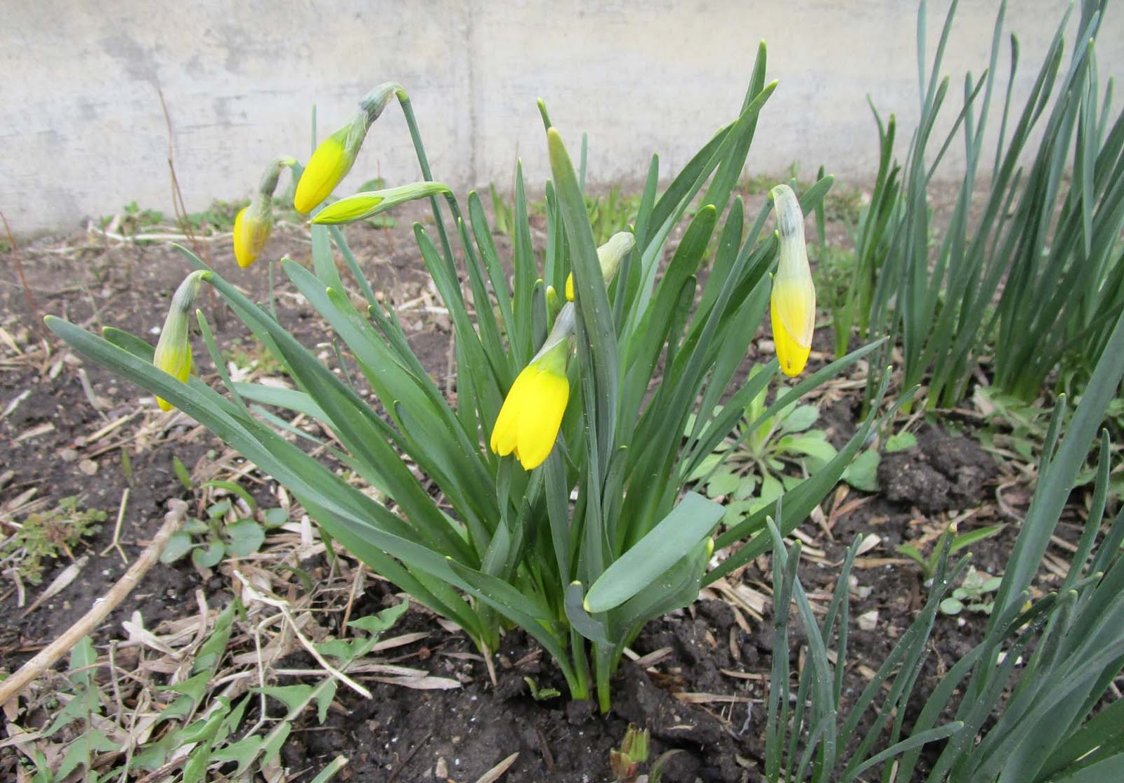 Garden Fancy: Late March hopes