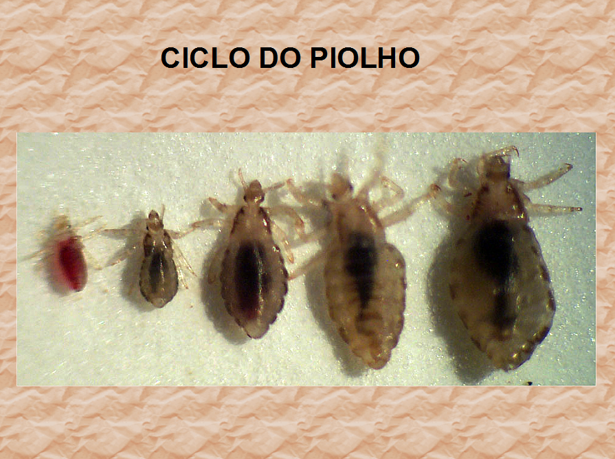 Blog da Manhã: Piolhos