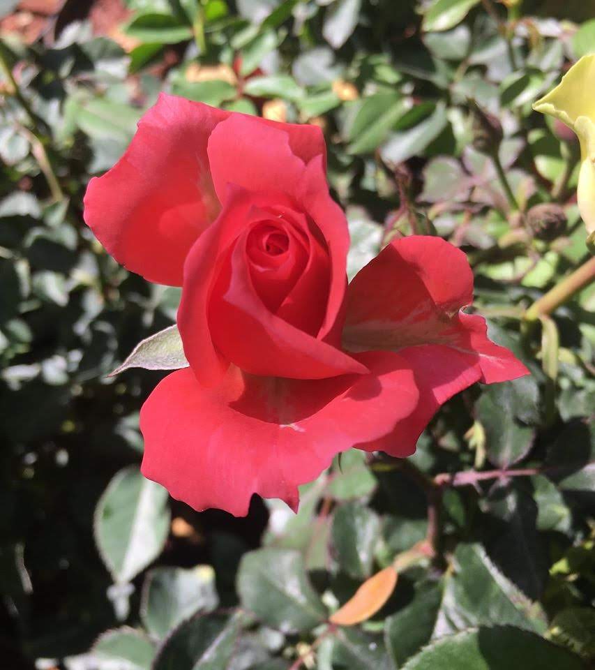 Black rose and many other fragrant budded rose plants