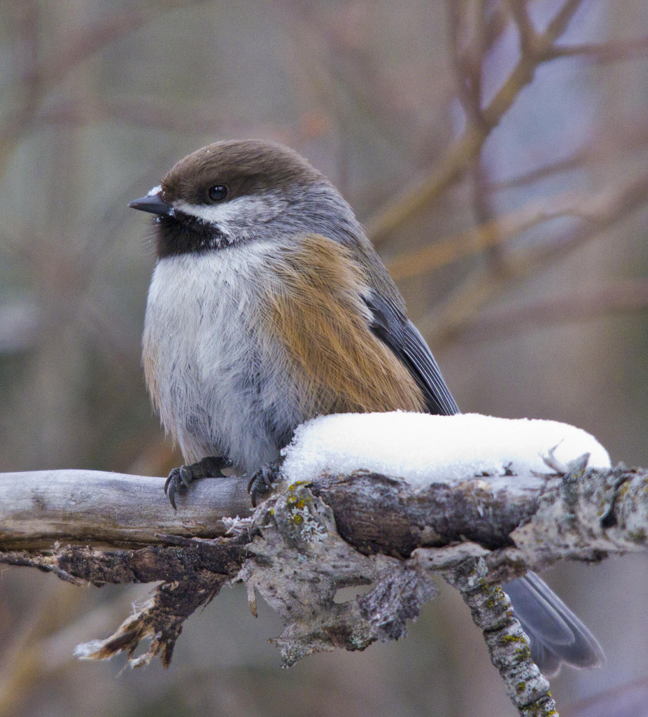 Birding Is Fun!: The Birds of November