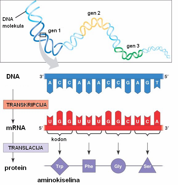 Instrukcije iz kemije i biologije: Sinteza proteina