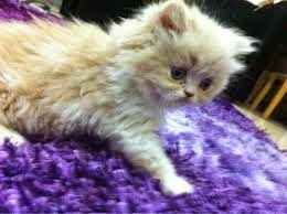 صور القط الشيرازى المون فيس Shirazi cat Moon Face