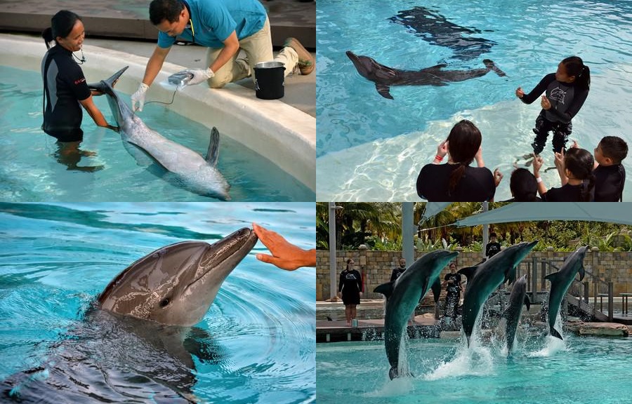 T.D.N.N.: Resorts World Sentosa's Dolphin Island to open on Sept 30