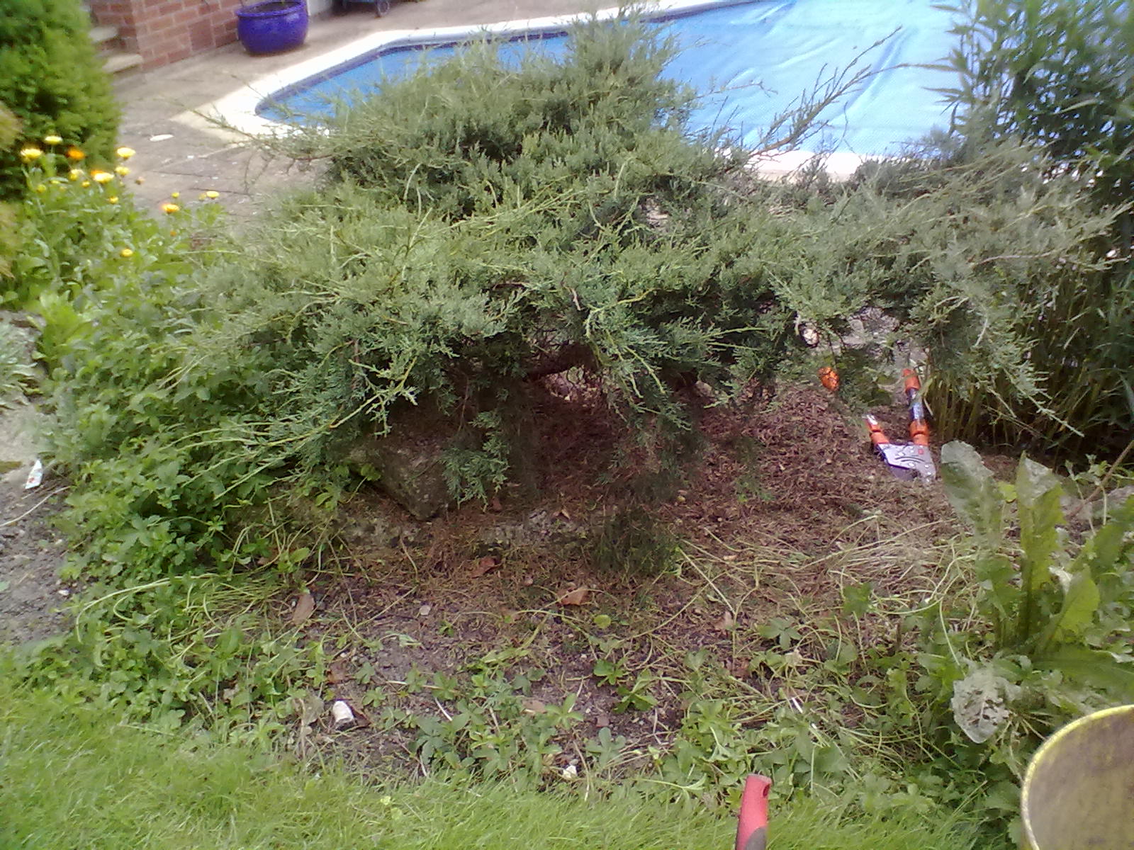 Rachel the Gardener: How to: start a Cloud pruned Juniper from scratch