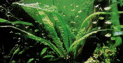 Aqua Lusia: Kryptokoryna (zwartka) karbowana (Cryptocoryne usteriana)