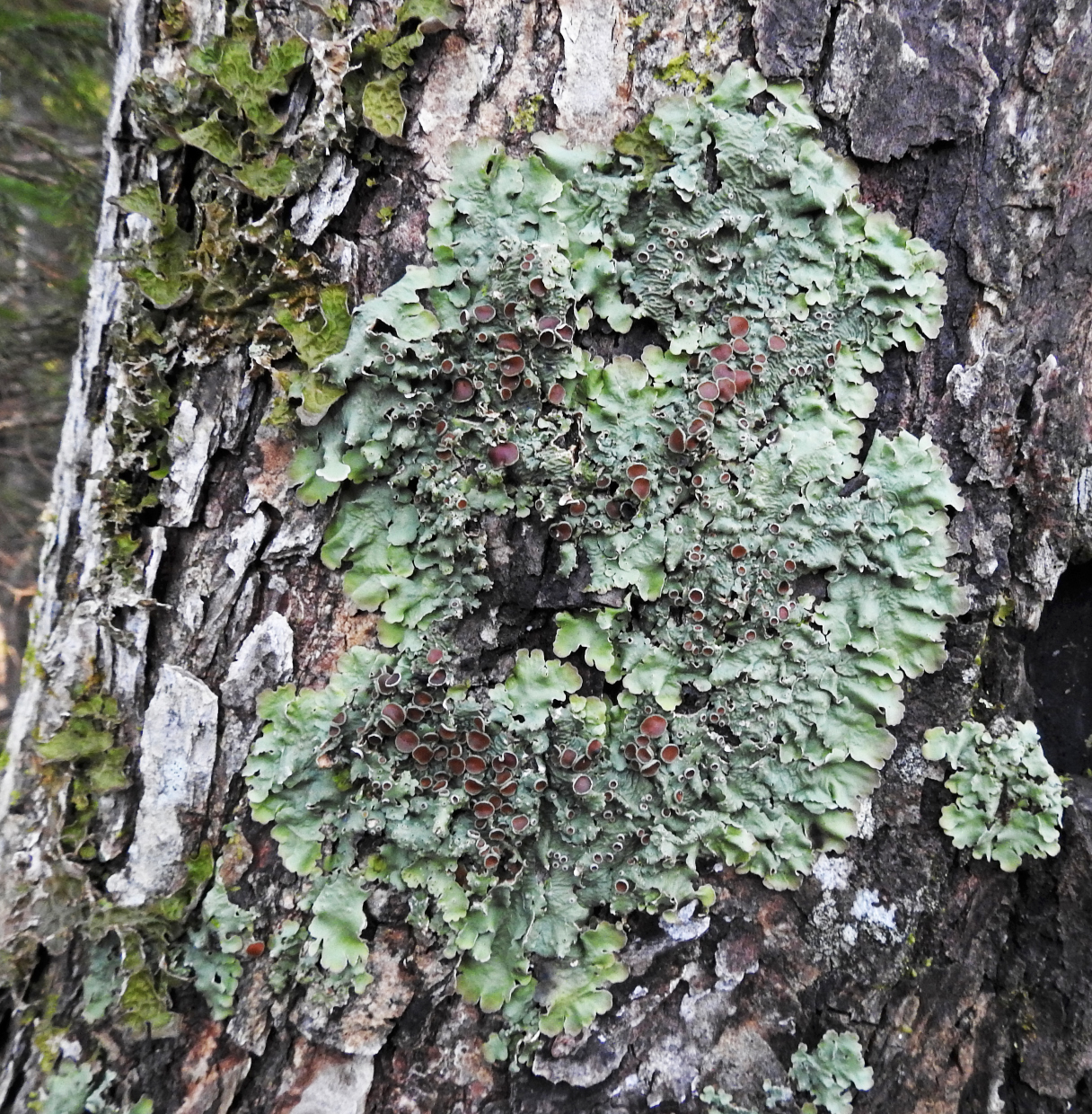 Nature Moncton Information Line: Nov 27 2019