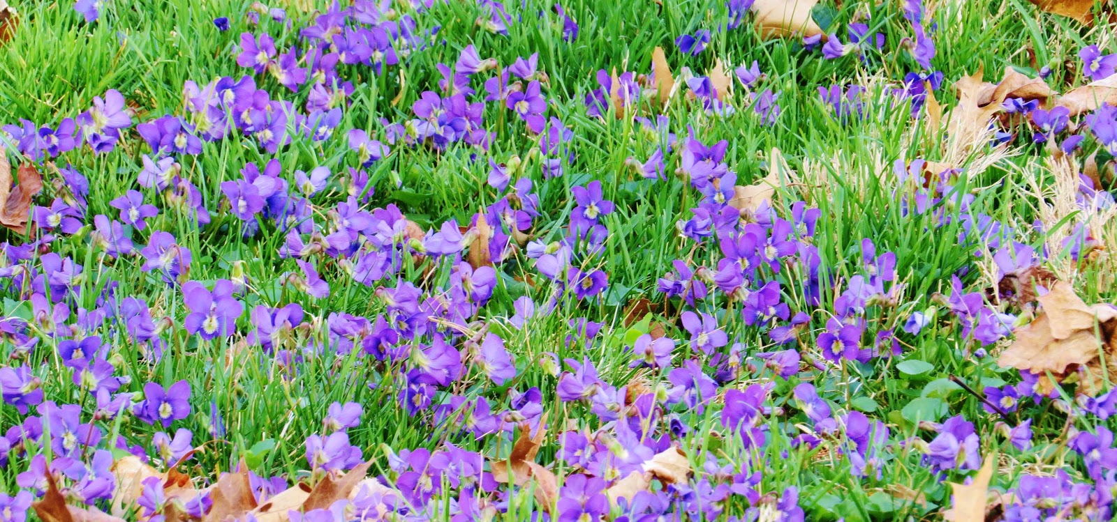 Let Your Light Shine: Ride Part 2 - The Flowers