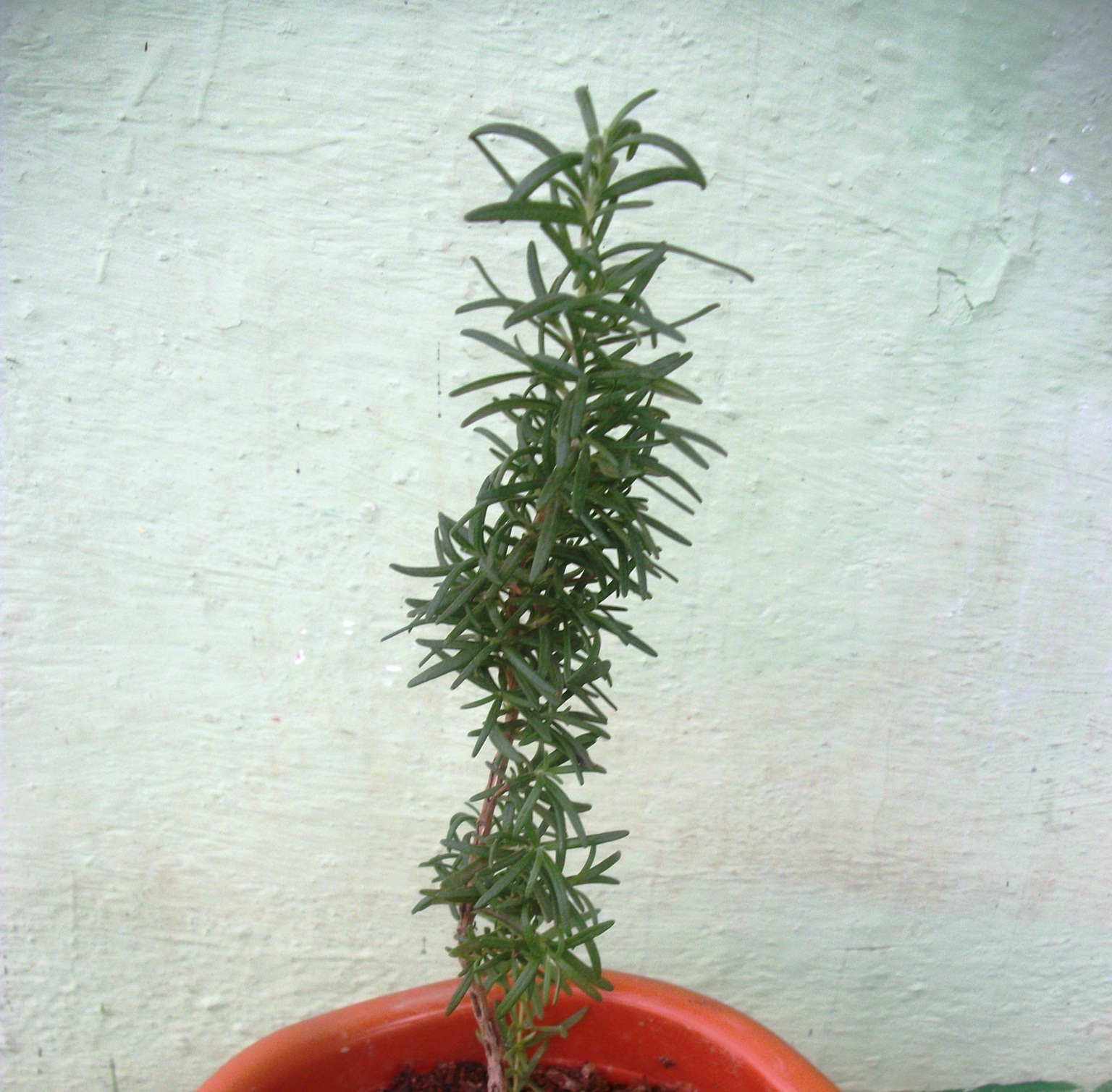 Betosoutoblog: A Arte da Jardinagem Caseira