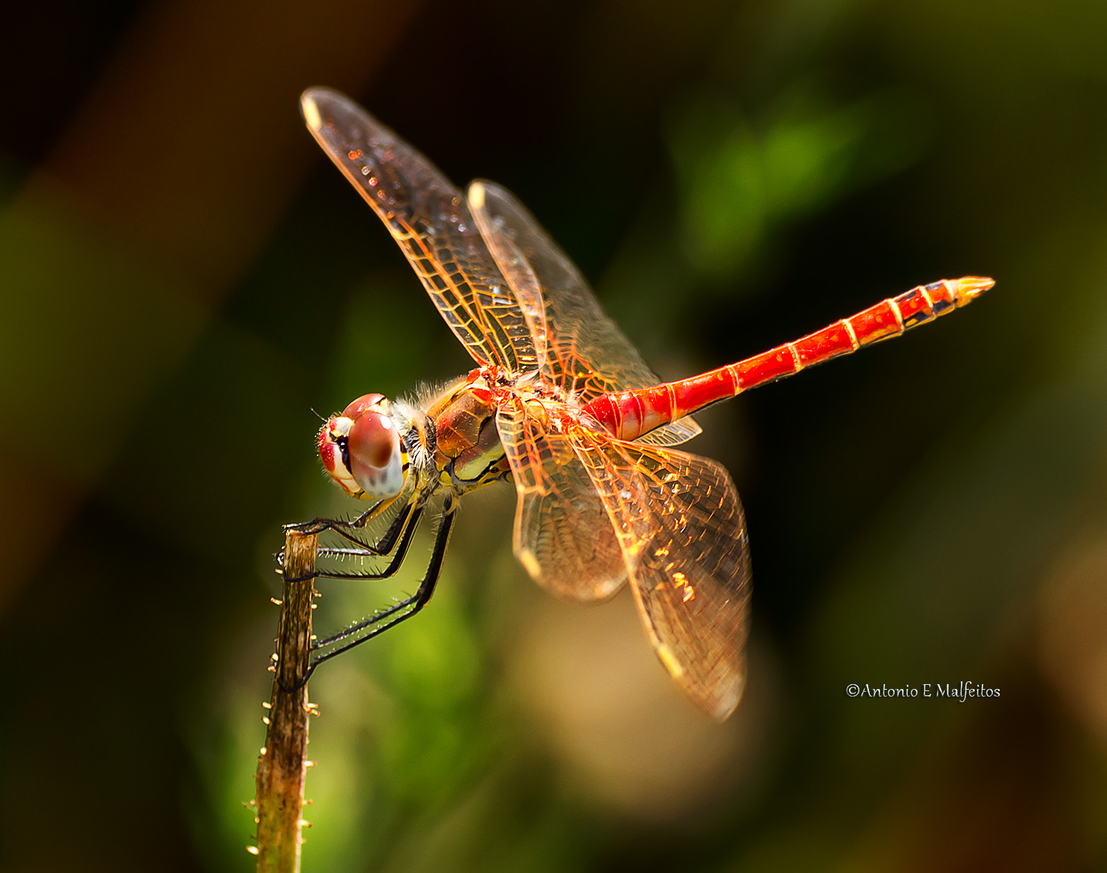 Desde Valdearenales: Libelula