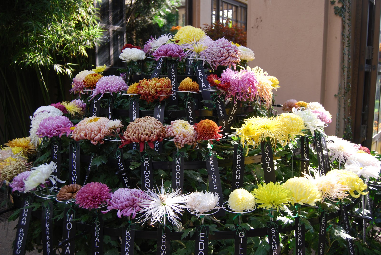 Brooklyn Garden Girl: Longwood Gardens Mum Show