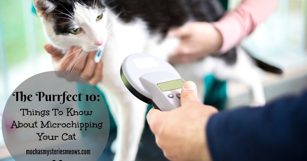 Melissa's Mochas, Mysteries and Meows: The Purrfect 10: Things To Know About Microchipping Your Cat