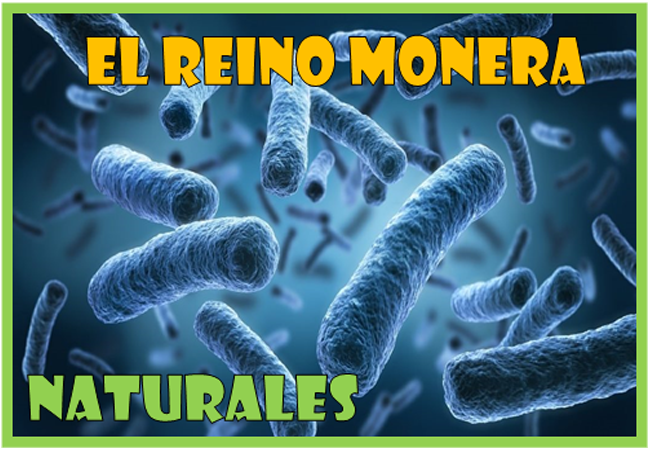 El reino monera [Ciencias Naturales] ~ Optifutura