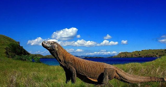 Beberapa Contoh Cagar Alam dan Suaka Margasatwa di Indonesia