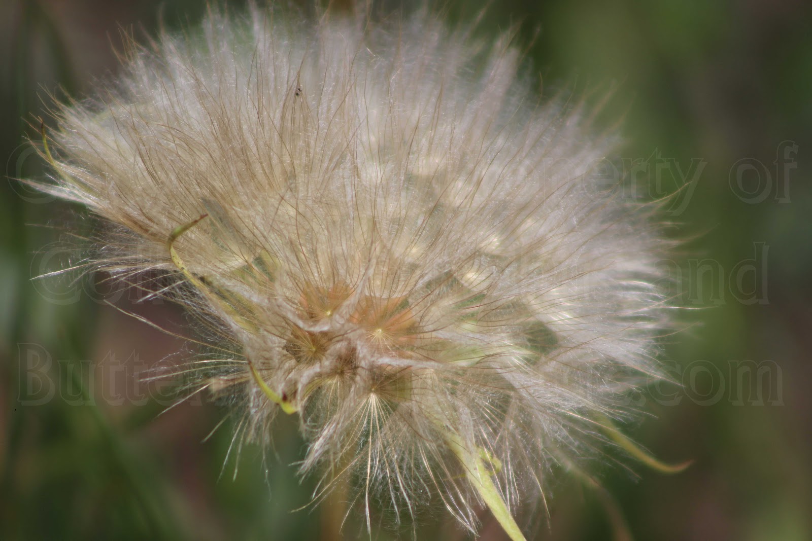 Giant Dandelion (Yellow Salsify) - Photography by Colleen ...