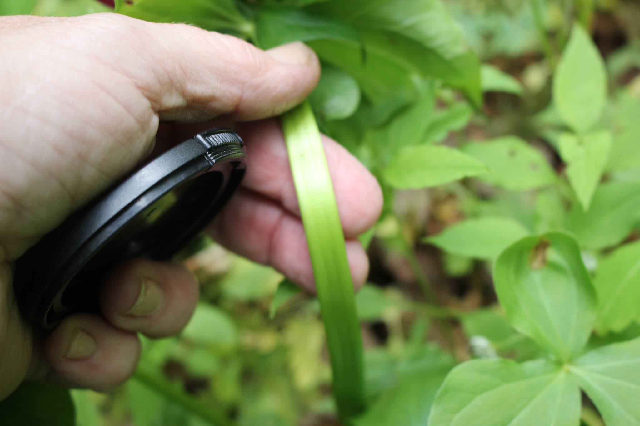 Cumberland Gal: Cherohala Skyway Hiking- Wildflowers & Falls Branch Falls