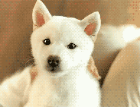 .FOFURAS DE GAROTAS: Gifs de Cachorrinhos Fofos!