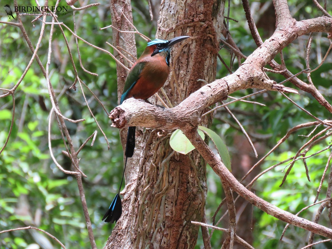 BIRDINGLEON: RIVIERA MAYA: "La leyenda del PÁJARO TOH"