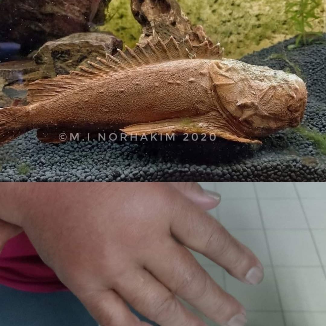 Fuh! Inilah Ikan Lepu Yang Boleh Membawa Maut