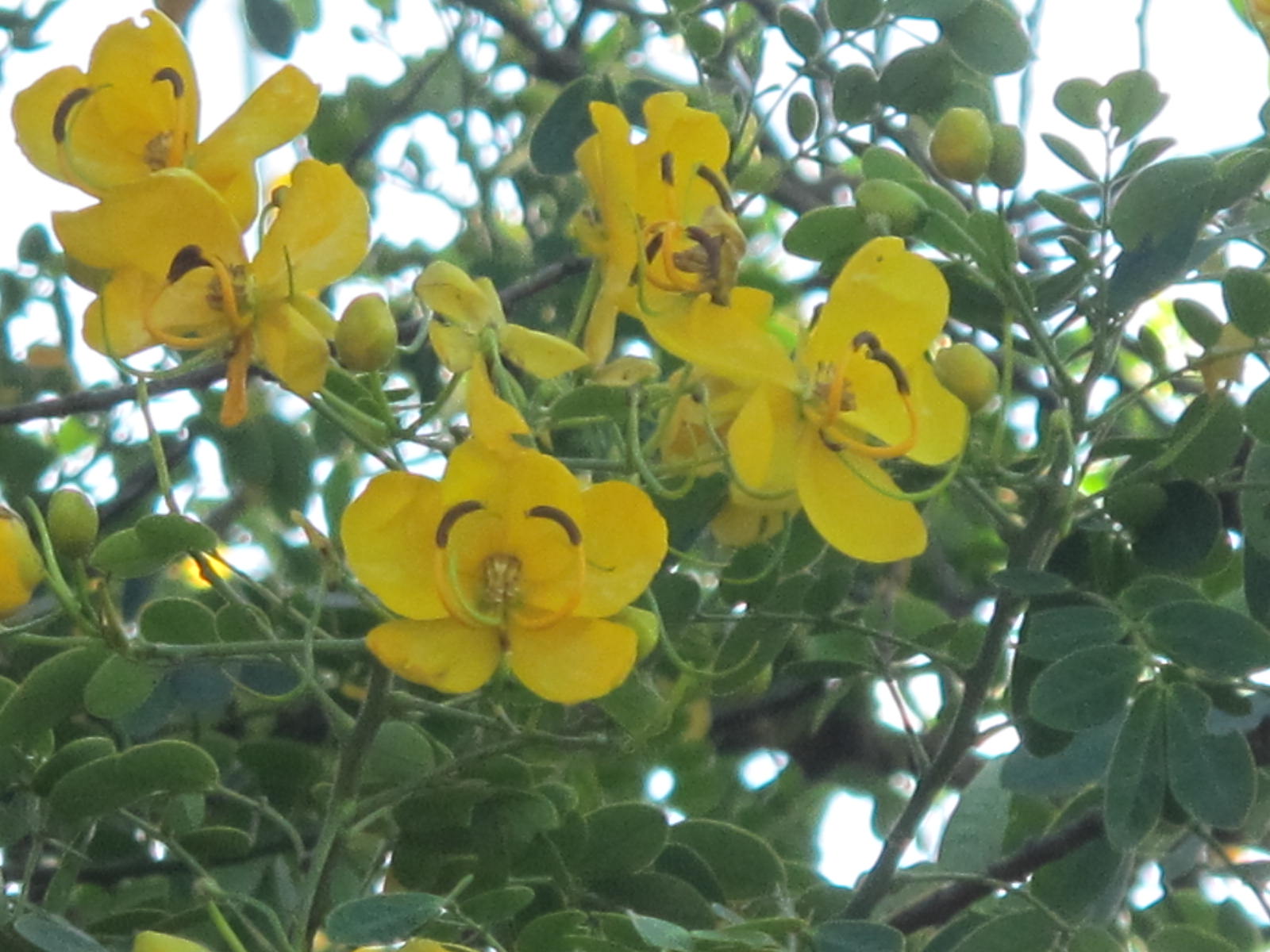 Fabaceae - Leguminosae no Brasil: Fabaceae - Senna pendula var. ambigua ...