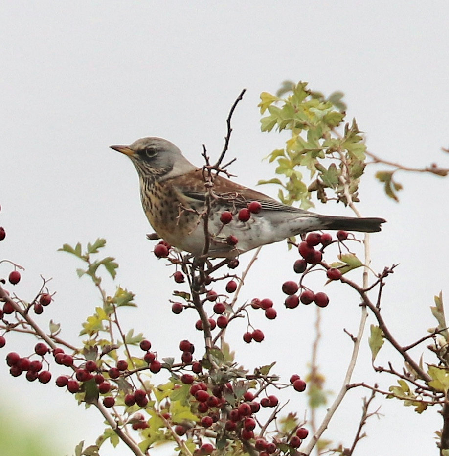 A Fieldfare Day a-fieldfare-day