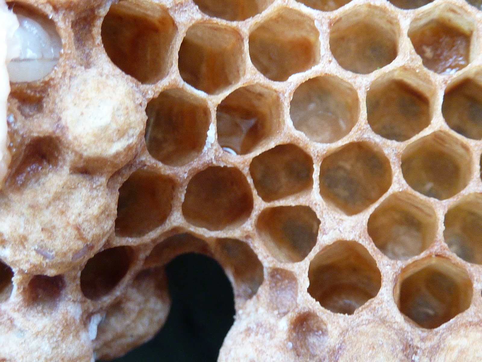 Bees and Beyond: There and Back Again! Drone layer or Laying Workers?