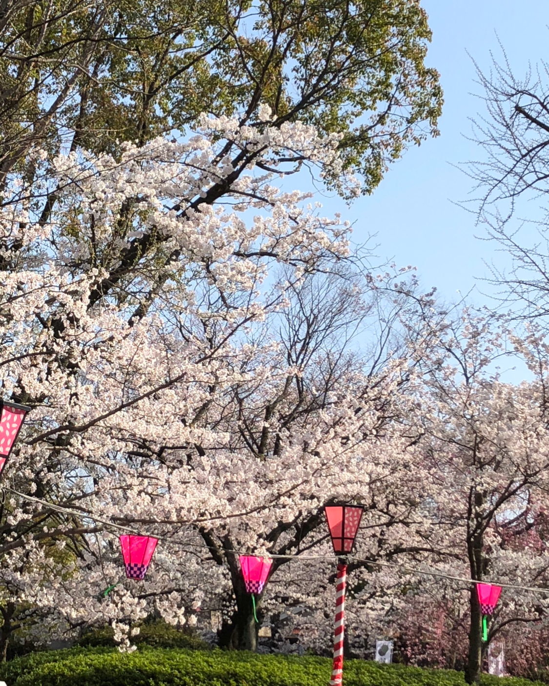 Photo Album ‘Nature, Seasons and Everyehere’: Sakura in Spring