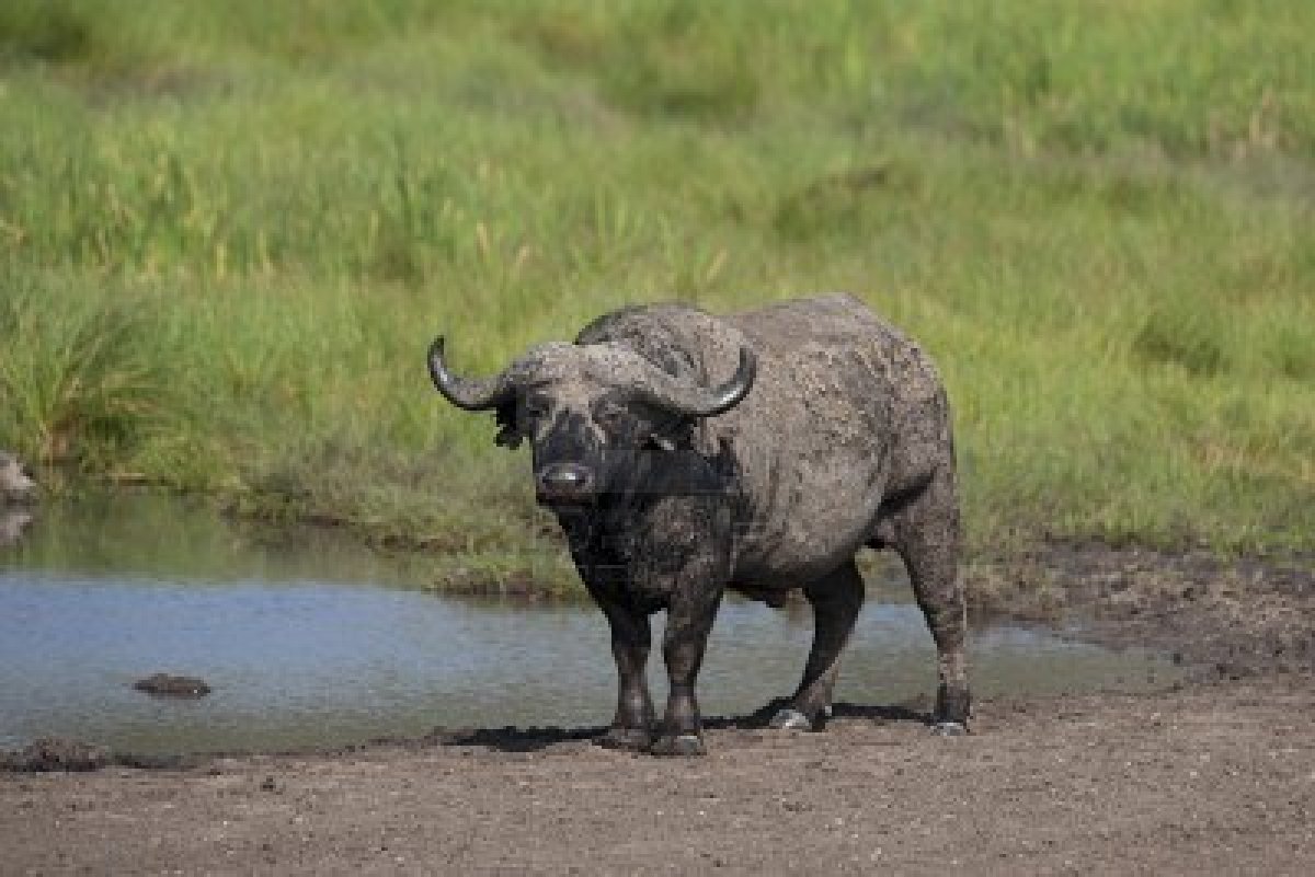 Buffalo Wildlife Facts and Latest Photographs 2012 | The Wildlife