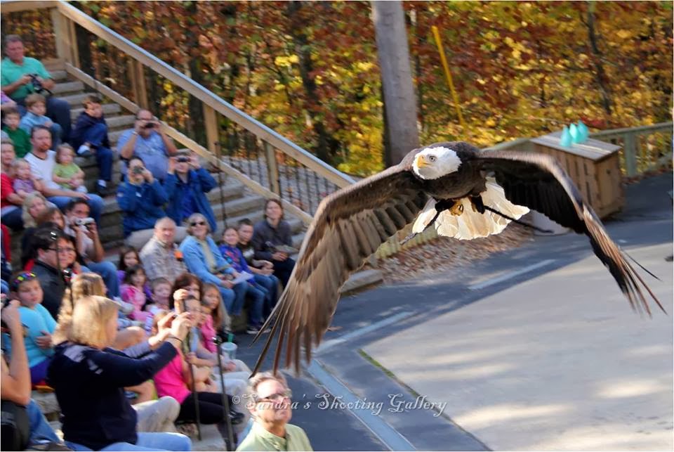World Bird Sanctuary: This Weekend - World Eagle Day 2014!