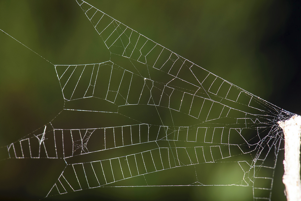 TYWKIWDBI ("Tai-Wiki-Widbee"): Interesting spiderweb pattern
