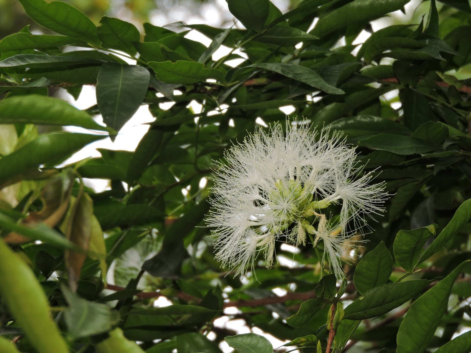 Fabaceae - Leguminosae no Brasil: Inga