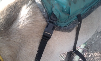 Sierra Pack Goats Blog: How to Saddle a Goat