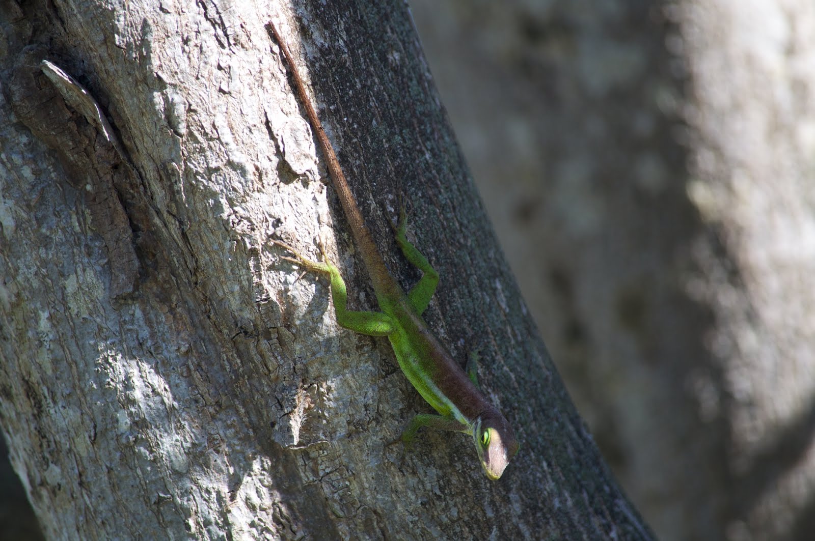 The Best of Underpressure Photography: Sabian Anole Lizard- Saba ...