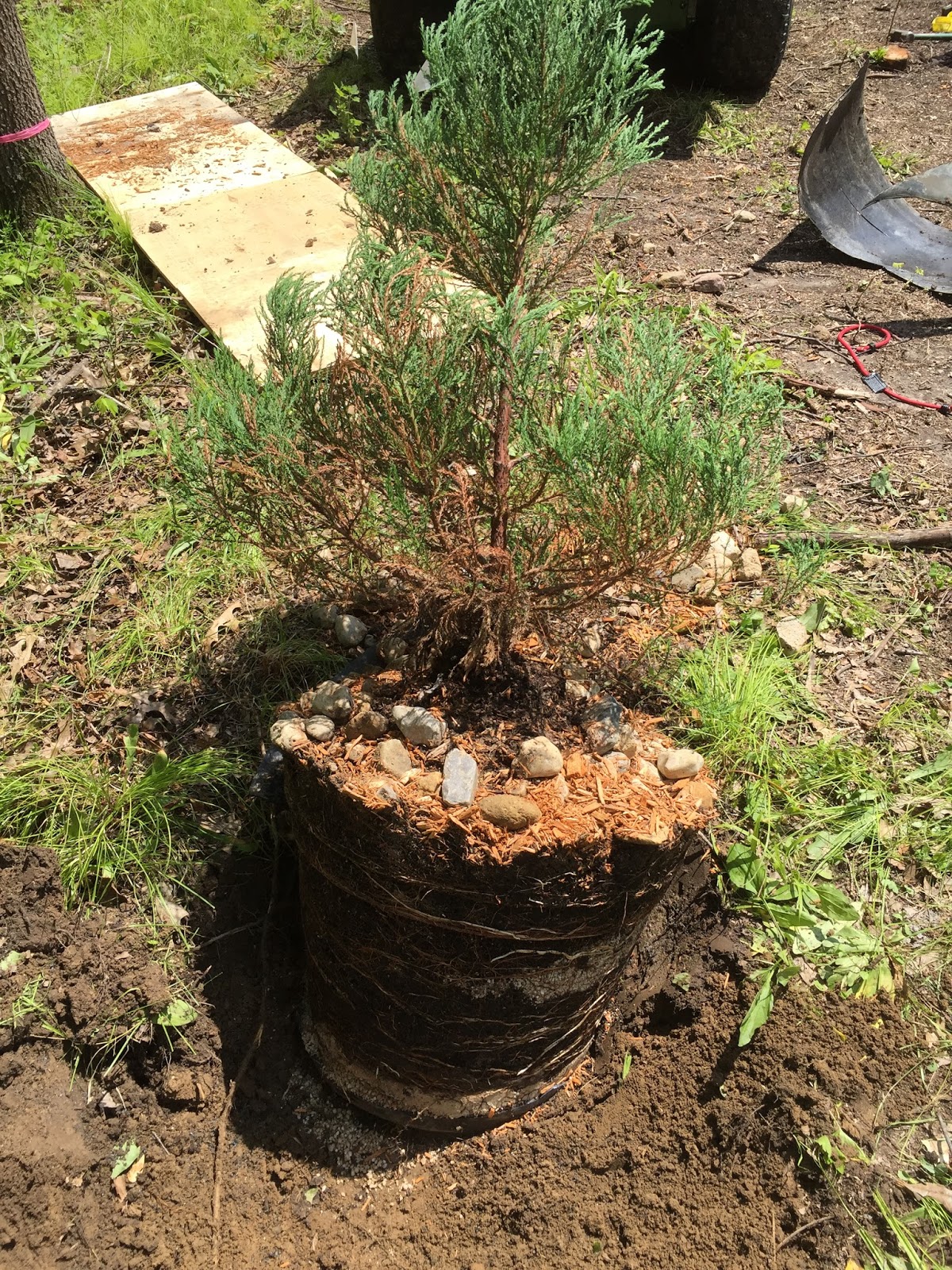 Growing a Sequoia in Zone 5: First results from the Iowa Sequoia Park