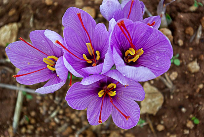 ΣΑΦΡΑΝ - Crocus Sativus | ΒΟΤΑΝΟΘΕΡΑΠΕΙΑ . ΘΕΡΑΠΕΥΤΙΚΑ ΦΥΤΑ ΚΑΙ ΒΟΤΑΝΑ
