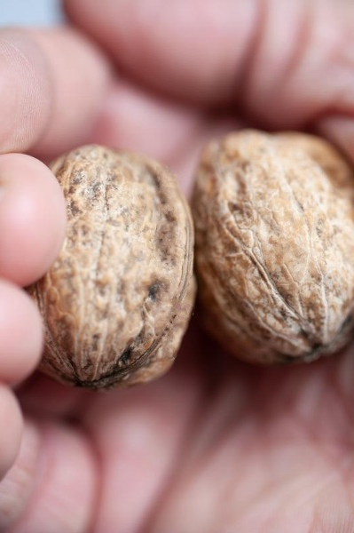 last resort self defense for women: To crack two nuts