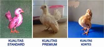 ayam hias indonesia