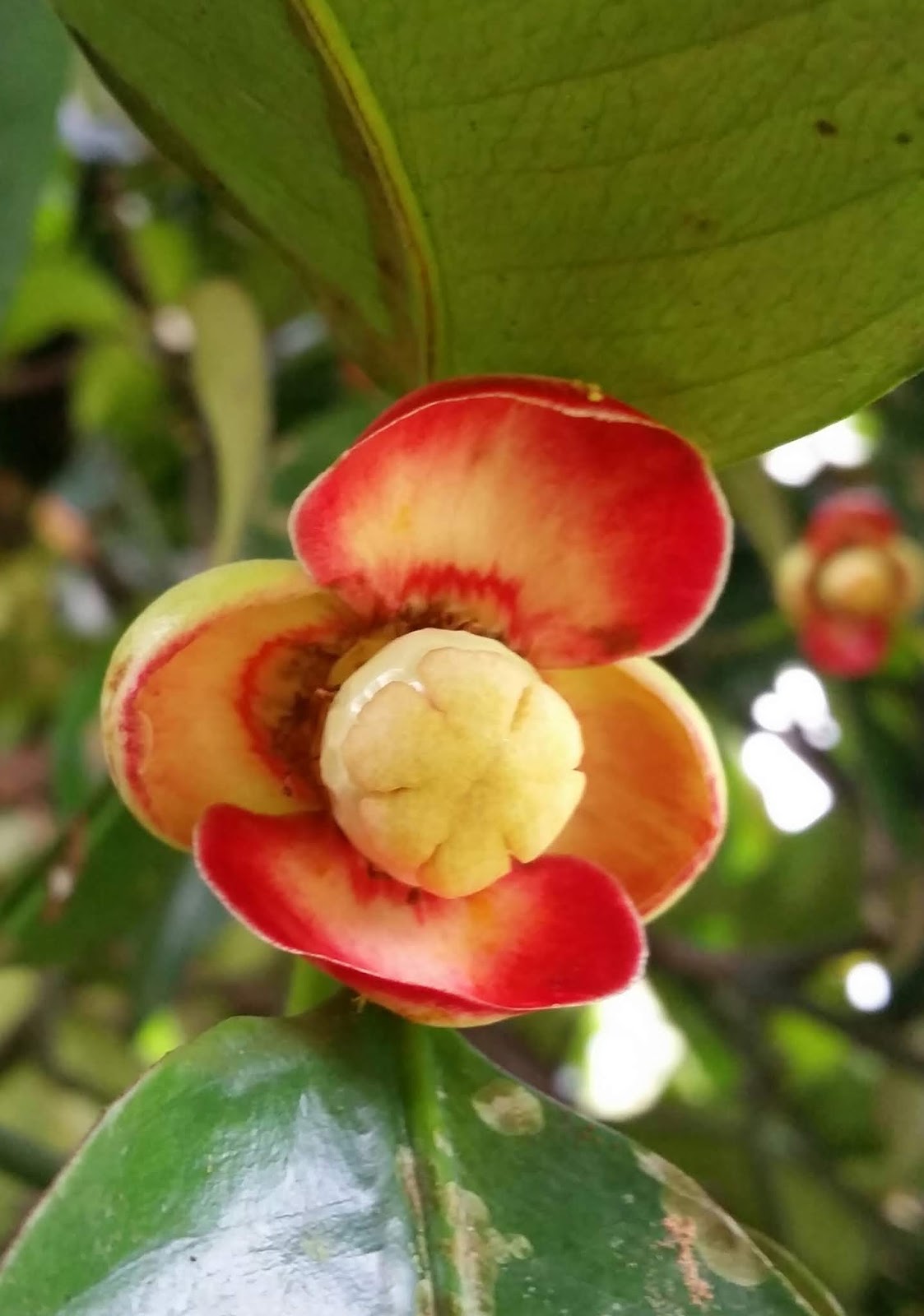 Warisan Petani: Buah Manggis Dah Musim