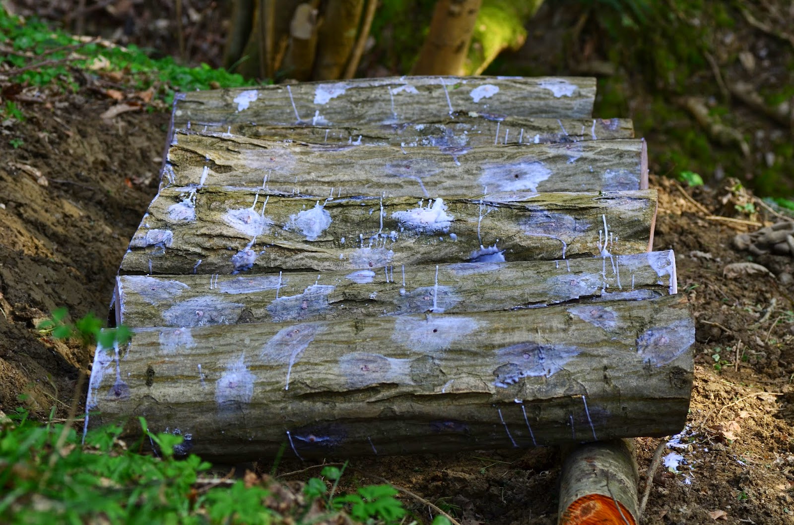 Čarovnije z male kmetije: Gojenje gob - bukovi ostrigarji