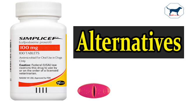 Alternative To Simplicef for Dogs | Cefpodoxime Alternatives